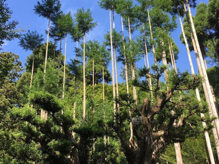 The Daisugi Method: Sustainable Forestry Innovation from Japan ...